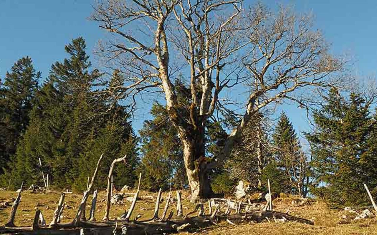 Wandern und Erleben: Vallée de Joux, Le Sentier – a-Hike